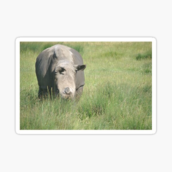 "Endangered White Rhinoceros" Sticker for Sale by xanthriah | Redbubble