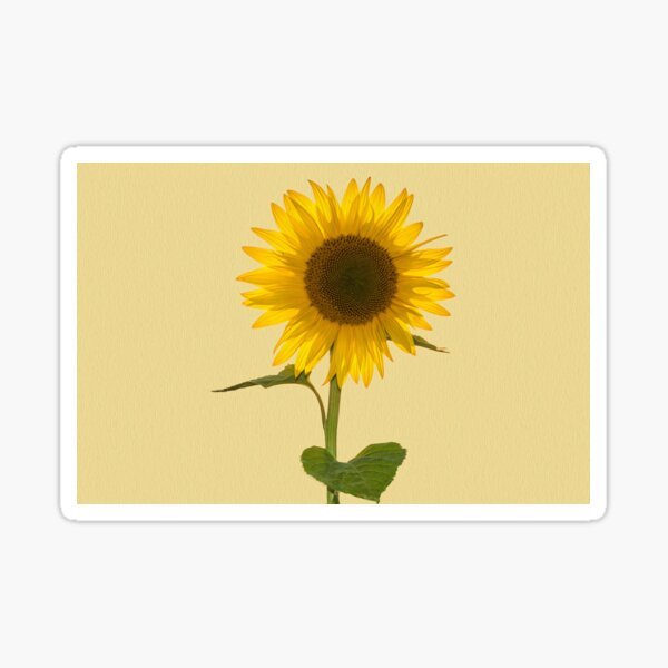 "Sunflower" Sticker by OurGorgeouspets | Redbubble