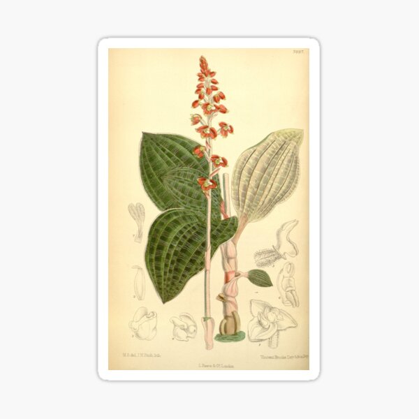 "Macodes petola (as Macodes javanica) Curtis' 115 (Ser. 3 no. 45) pl ...