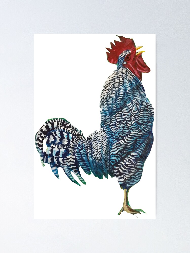 "Rocky the Barred Rock " Poster by chadtheartist | Redbubble