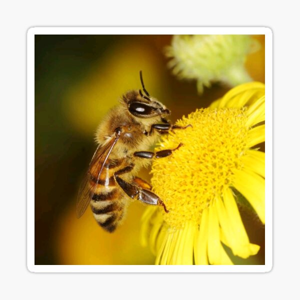 "apis mellifera collecting honey" Sticker by ritusdesigns | Redbubble