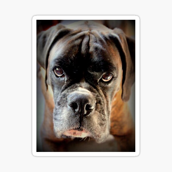 "Boxer Series" Sticker for Sale by Evita | Redbubble