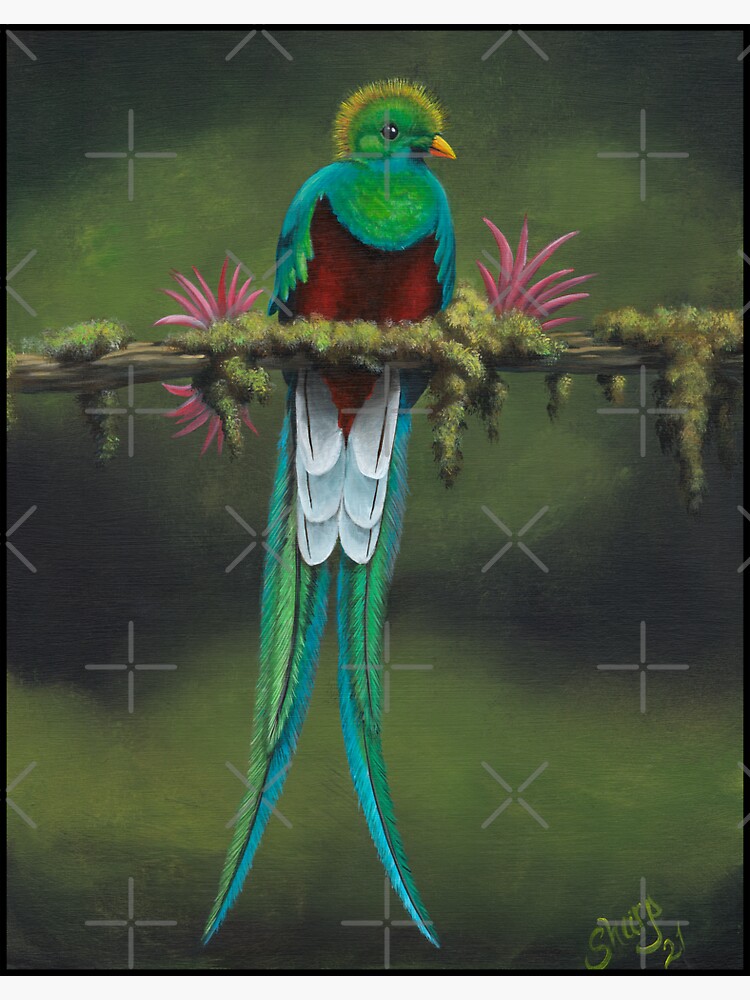 "Resplendent Quetzal " Sticker for Sale by SharpTattoos | Redbubble