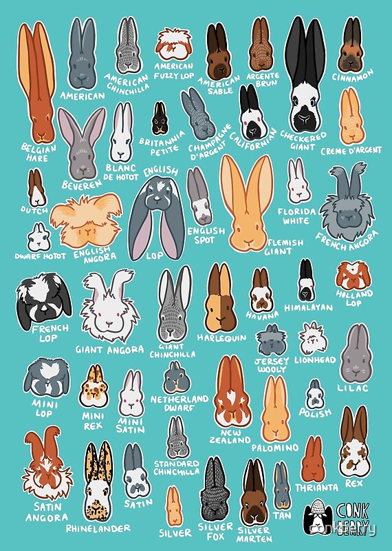 "Who's Your Bunny | Show Rabbit Breeds Textile Angora Holland Lop ...