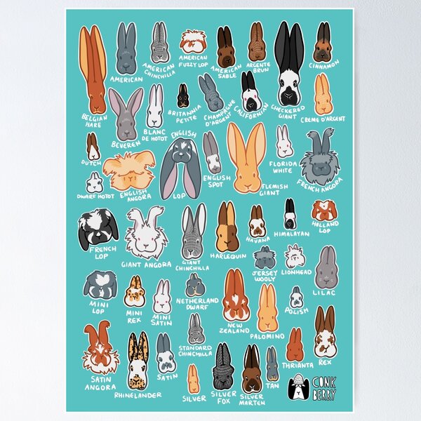 "Who's Your Bunny | Show Rabbit Breeds Textile Angora Holland Lop ...