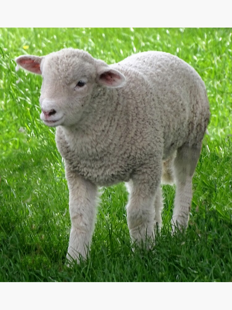 "Little Lamb" Sticker by Lynney | Redbubble