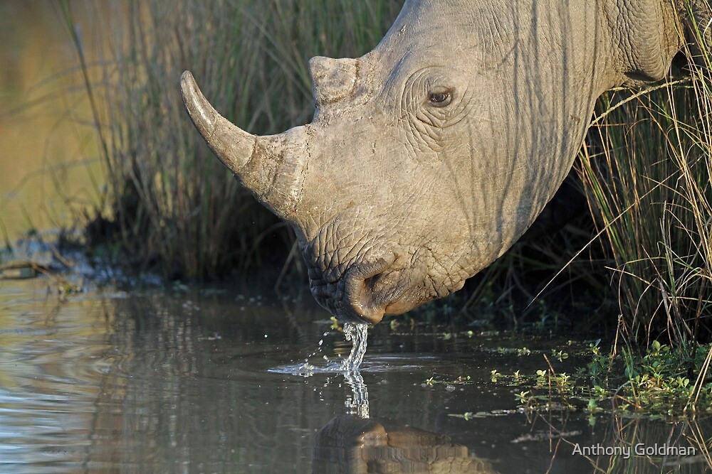 "Rhino Drinking!" by Anthony Goldman | Redbubble