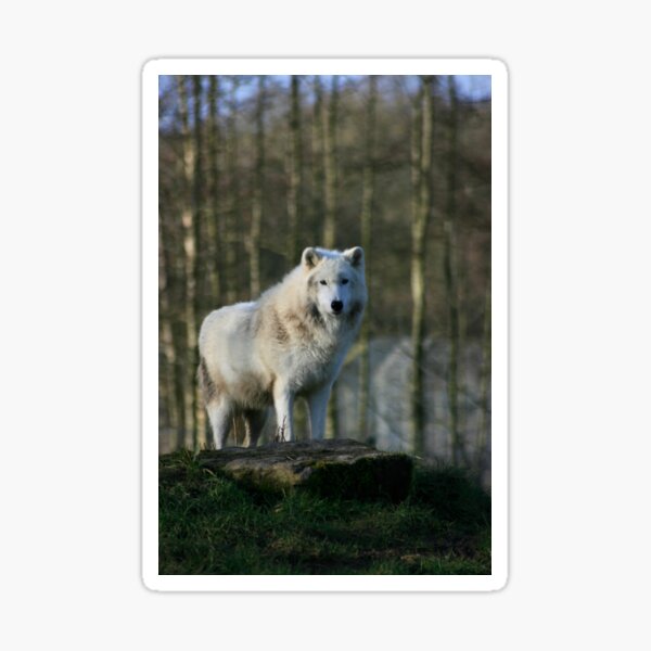 "White Wolf" Sticker for Sale by sw-b | Redbubble