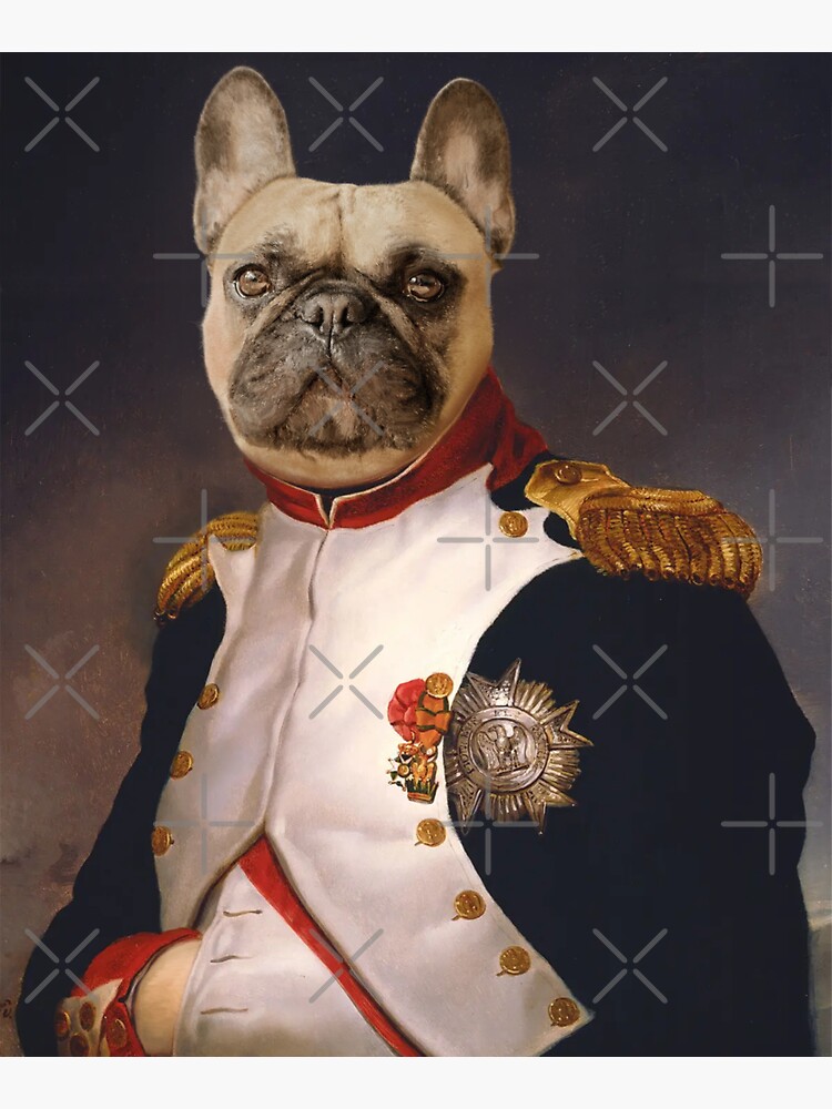 "Napoleon Dog Portrait" Sticker by Amprtl | Redbubble