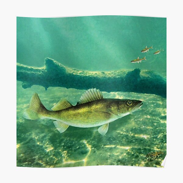 "Deep Water Walleye" Poster for Sale by KatherineBates | Redbubble