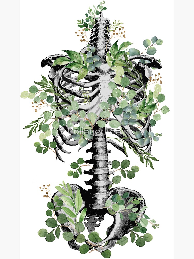 "Botanical anatomy, rib cage, pelvis, eucalyptus leaves floral skeleton ...