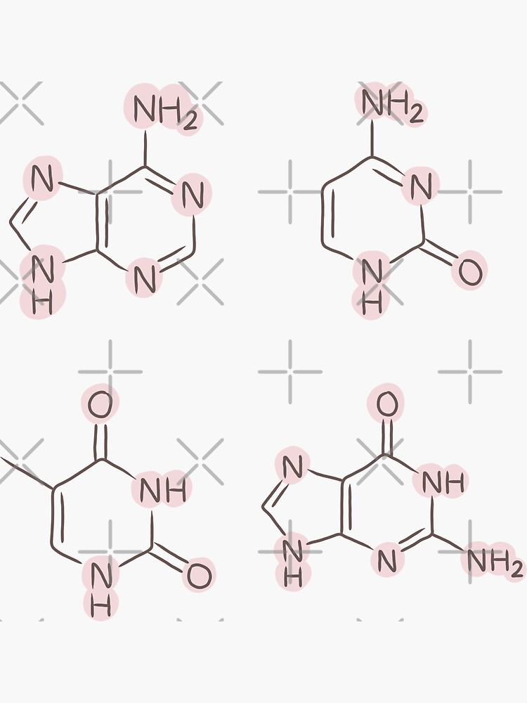 "Nucleotides" Sticker for Sale by Pauli- | Redbubble
