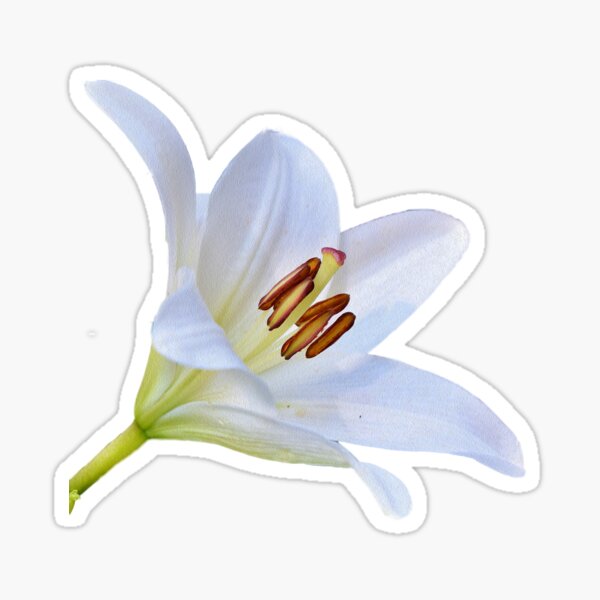 "White Lily Flower" Sticker for Sale by OurGorgeouspets | Redbubble