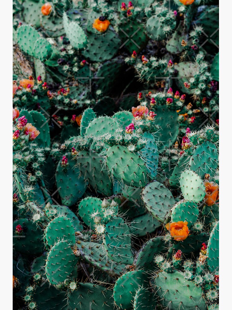 "Cactus Thorns Succulent Desert Plant" Sticker for Sale by ...