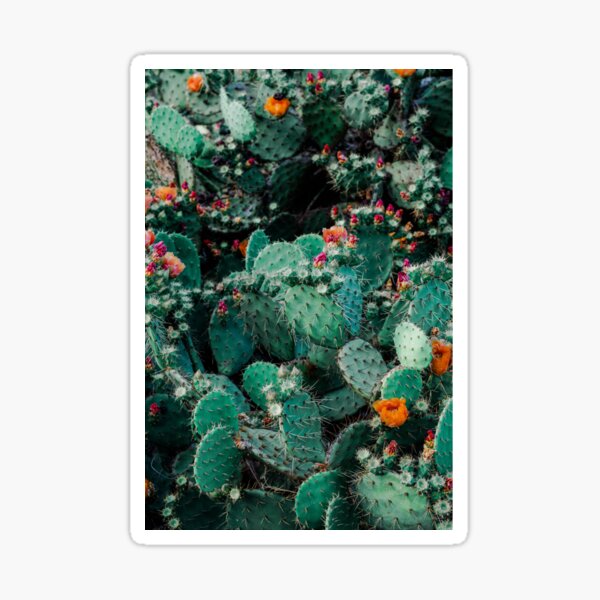 "Cactus Thorns Succulent Desert Plant" Sticker for Sale by ...