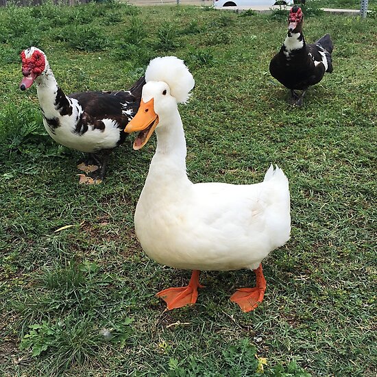 "Afro Duck" Photographic Print by KAMTBIC | Redbubble