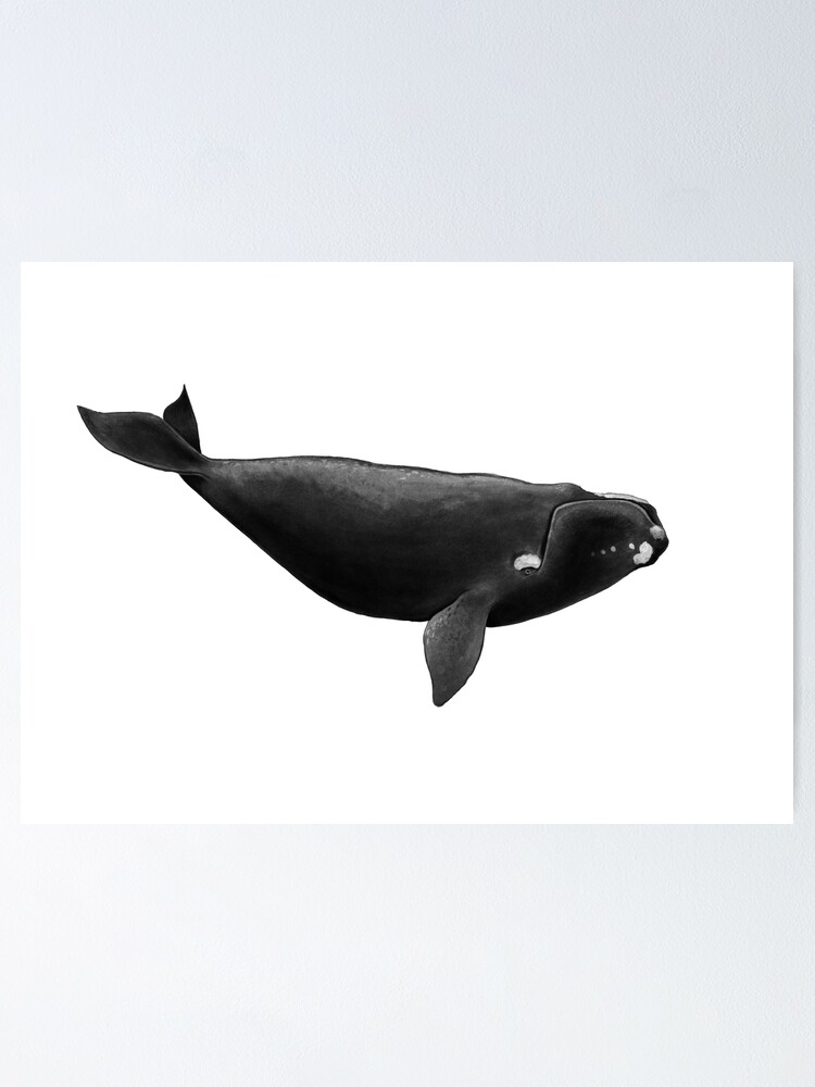"North Atlantic Right Whale illustration" Poster for Sale by ...