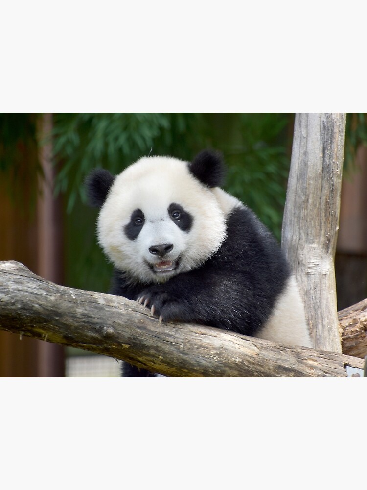 "Baby Panda Xiao Qi Ji at the National Zoo" Poster for Sale by kariek17 ...