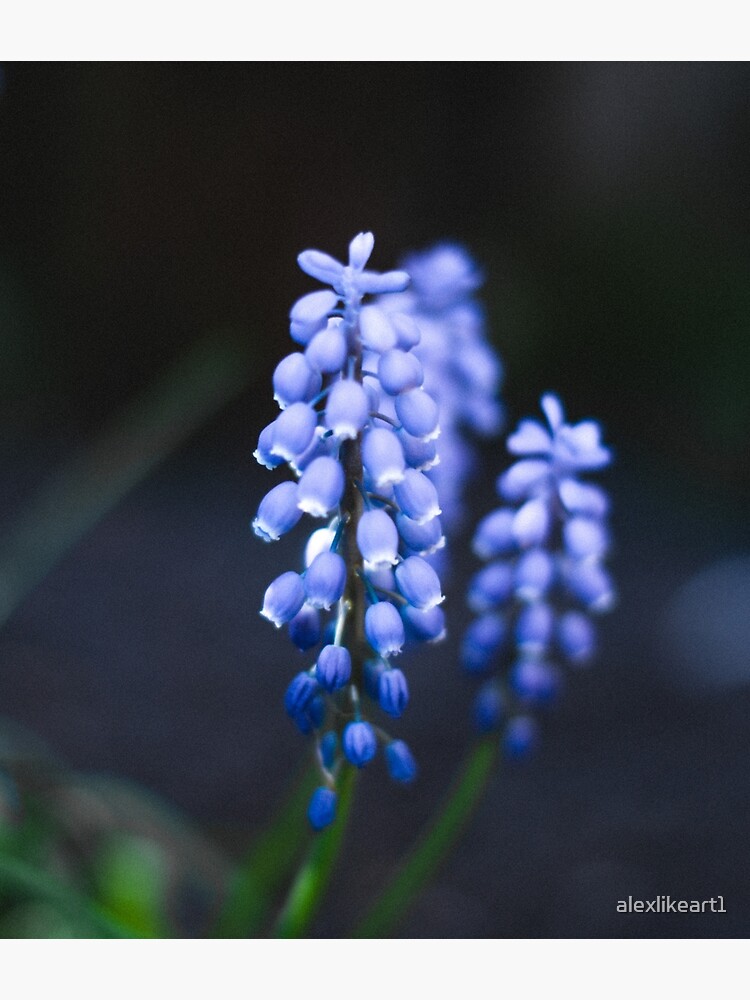 "Blue flower" Poster for Sale by alexlikeart1 | Redbubble