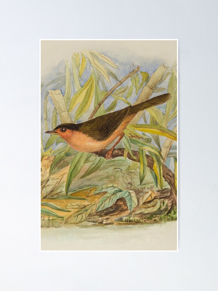 "The Sri Lankan Brown Capped Babbler " Poster for Sale by laguitan10 ...
