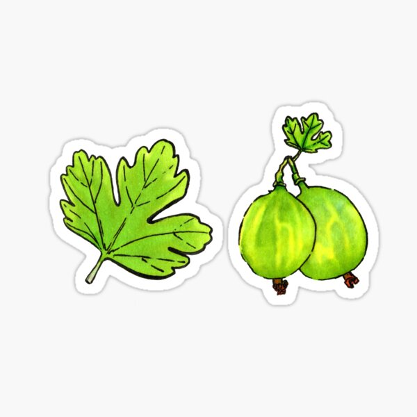 "Gooseberry " Sticker for Sale by -Senaar- | Redbubble