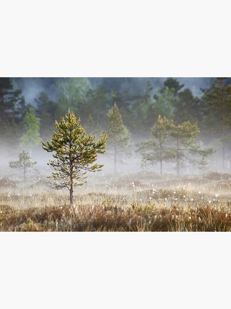 "5.6.2021: Pine Tree at Marsh" Art Print for Sale by Wolfheart | Redbubble
