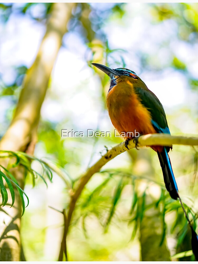 "Toh Bird of Mexico" Sticker for Sale by ericadeanh | Redbubble