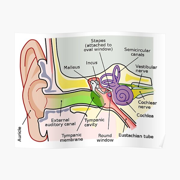 "Anatomy of the Human Ear" Poster by voiceandvision | Redbubble