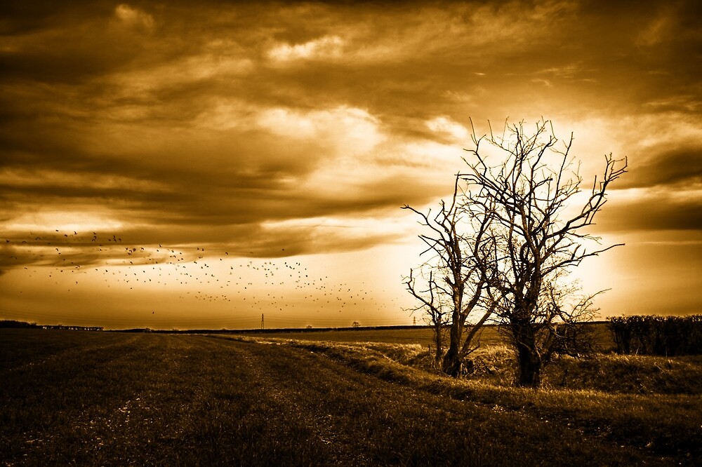 "Two Trees Sepia Fields" by Vicki Field | Redbubble