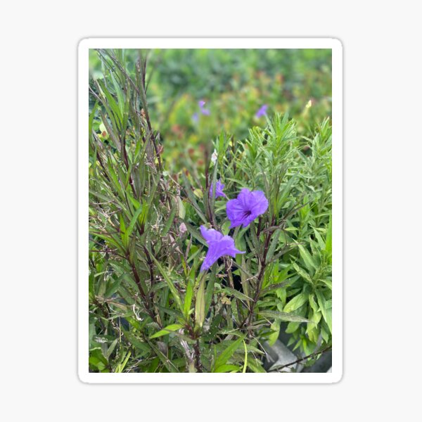 "flores moradas" Sticker for Sale by Coconuts20 | Redbubble