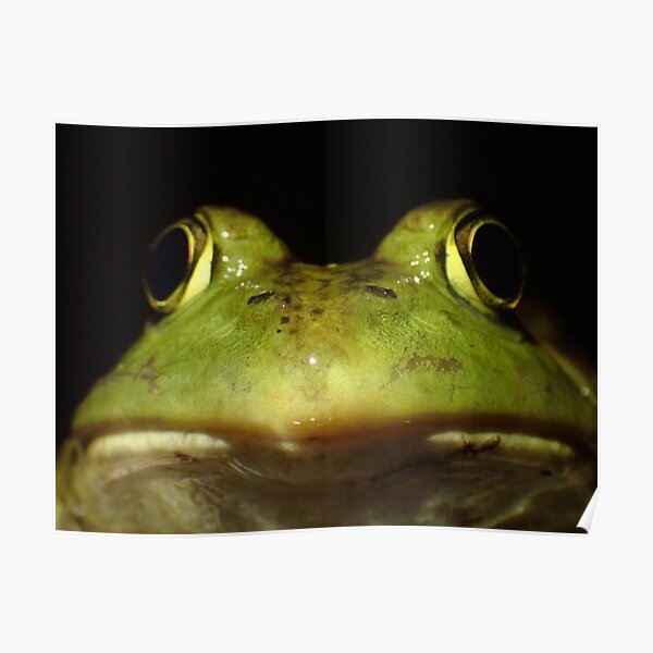 "Chungus the Frog" Poster by TC-Has-Riddles | Redbubble