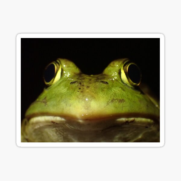 "Chungus the Frog" Sticker by TC-Has-Riddles | Redbubble