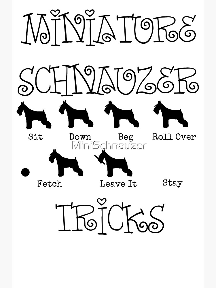 "Miniature Schnauzer Tricks" Photographic Print by MiniSchnauzer ...