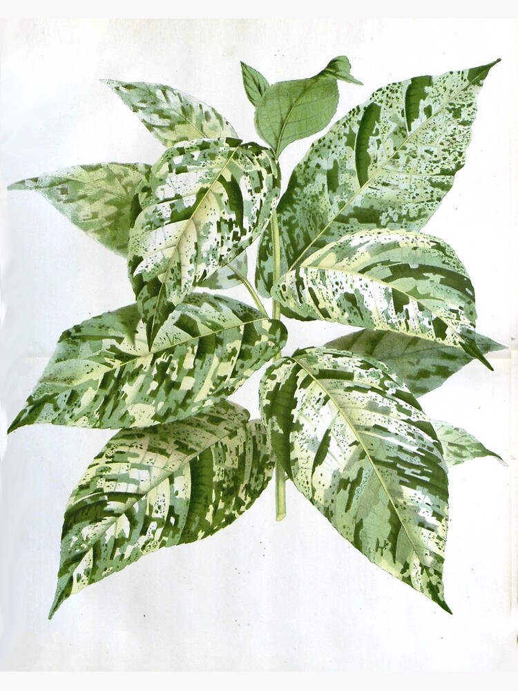 "Ficus Aspera Parcelli - Clown Fig" Photographic Print by redoARTstore ...