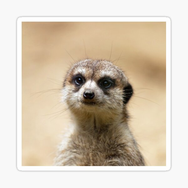 "Meerkat 069" Sticker for Sale by JAMFoto | Redbubble