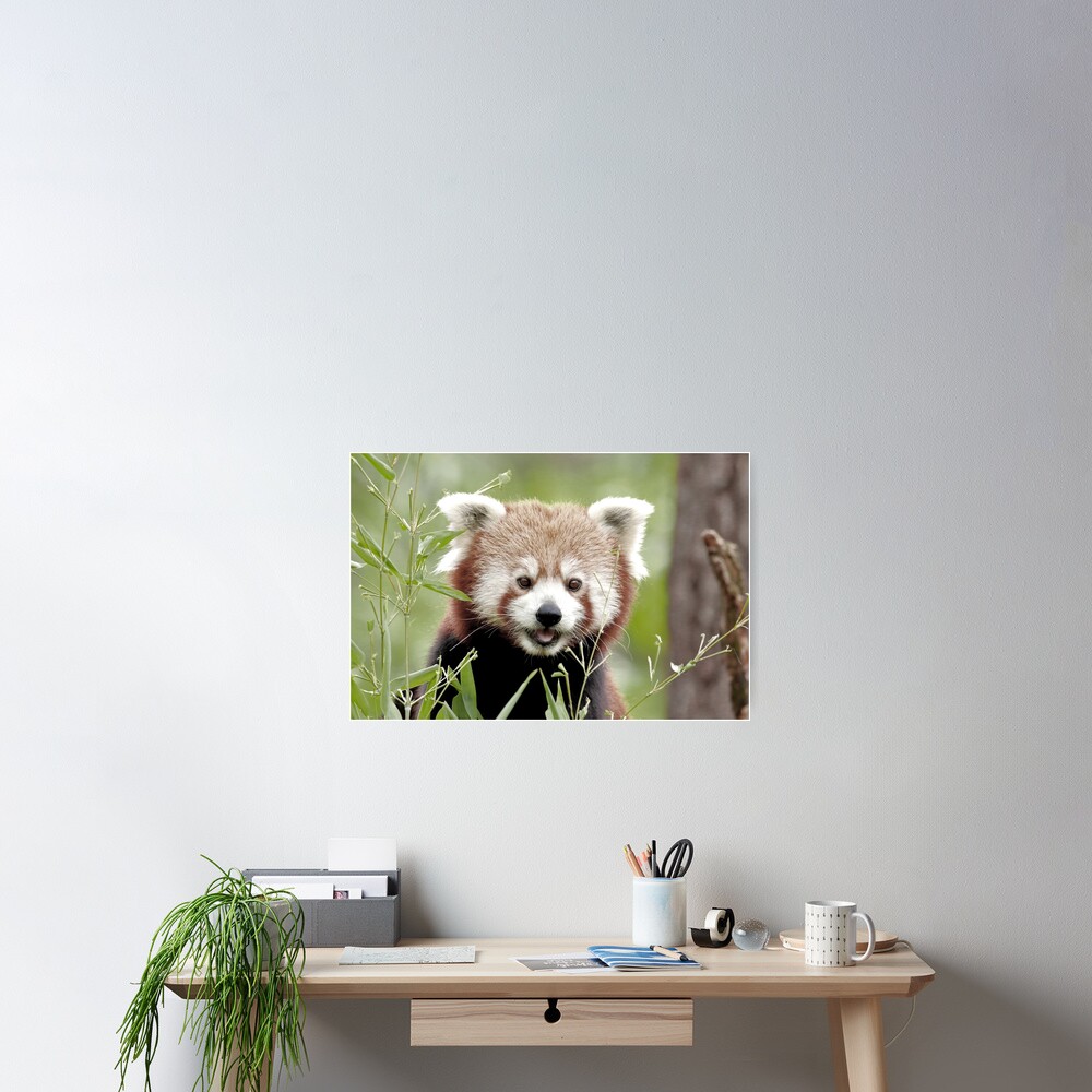 Poster « Panda roux », par fabien-reignier | Redbubble