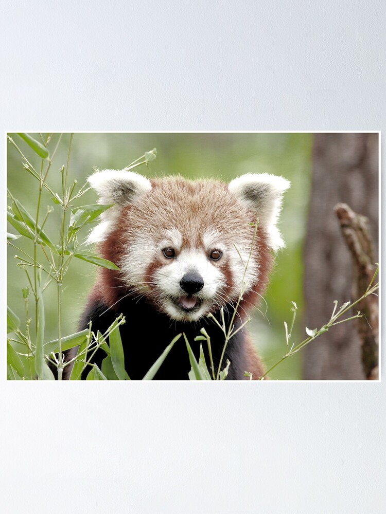 Poster « Panda roux », par fabien-reignier | Redbubble