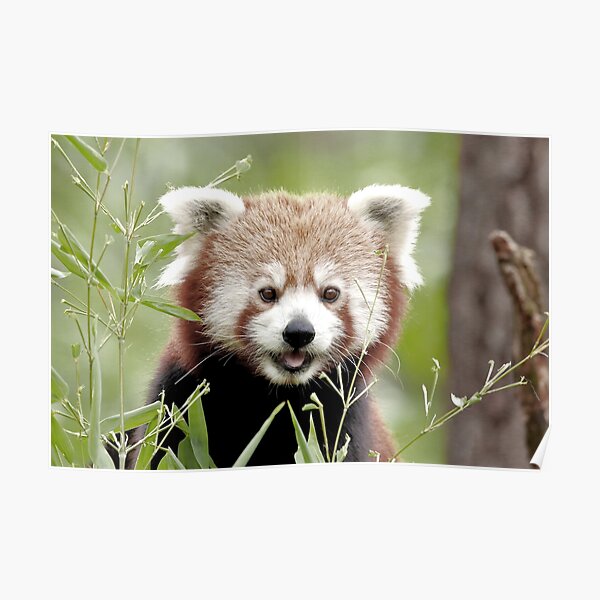 Poster « Panda roux », par fabien-reignier | Redbubble
