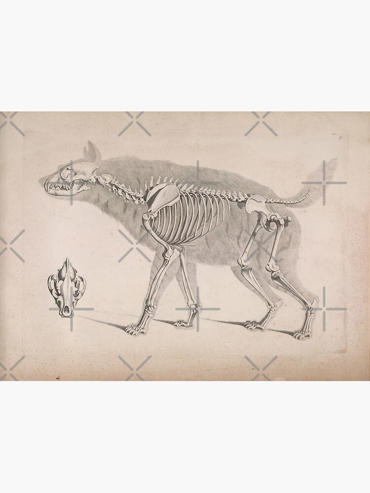 "Das Skelet der gestreiften Hyane - Skeleton of the striped Hyena ...
