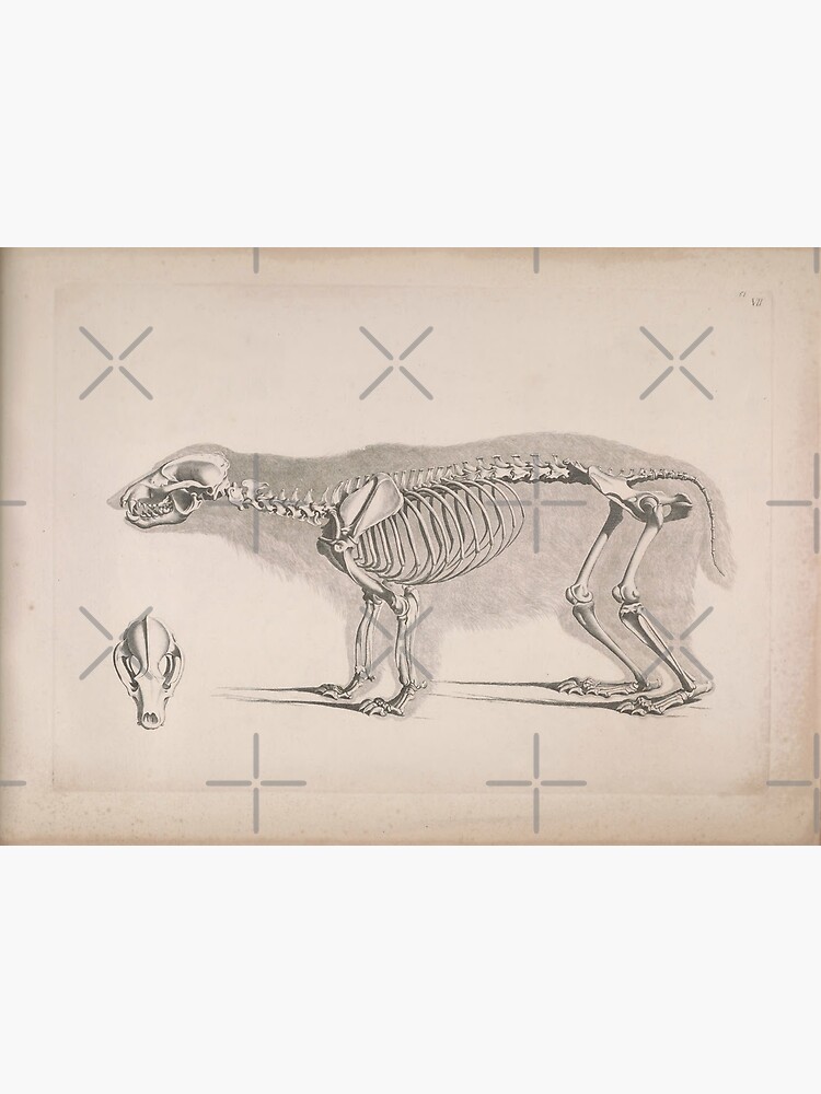 "Das Skelet des americkanischen Dachses - Skeleton of the American ...