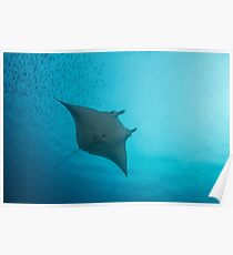 Manta Ray: Posters | Redbubble