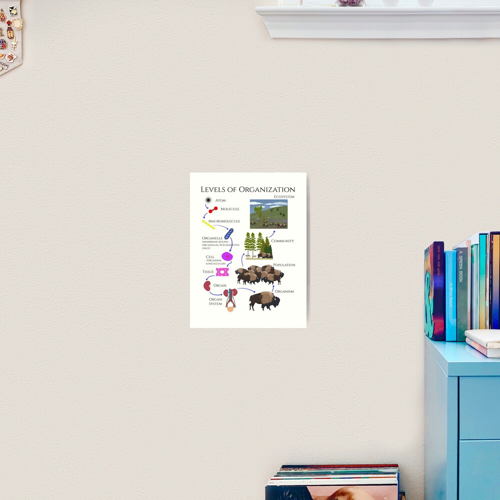 "Levels of Organization " Poster for Sale by biologysims | Redbubble