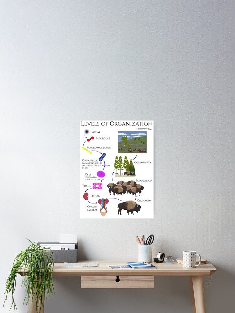 "Levels of Organization " Poster for Sale by biologysims | Redbubble