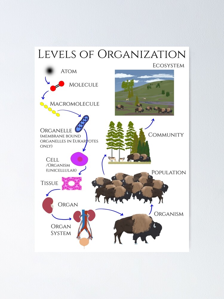 "Levels of Organization " Poster for Sale by biologysims | Redbubble