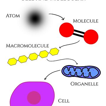 "Levels of Organization, Cell and Molecular Biology" Sticker for Sale ...