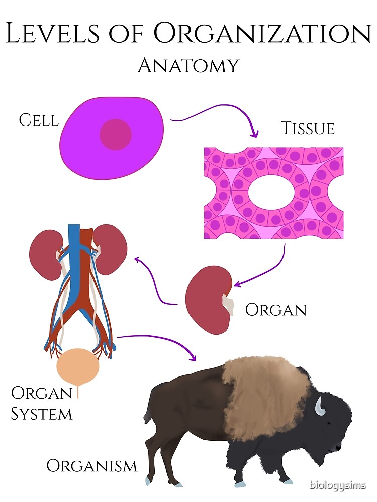Levels Of Organization Anatomy at Joshua Calyute blog
