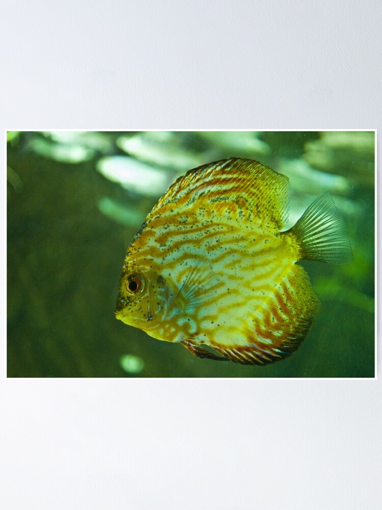 "Discus Fish" Poster for Sale by diegore | Redbubble