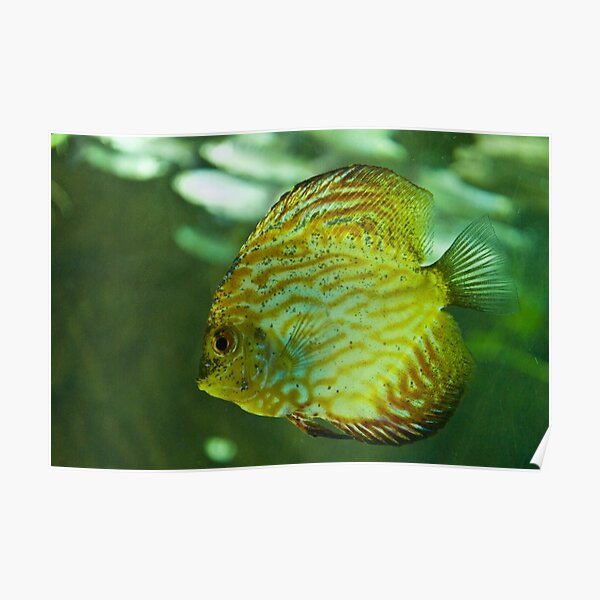 "Discus Fish" Poster for Sale by diegore | Redbubble