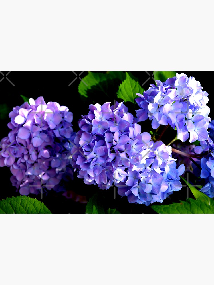 "Romantic elegant Periwinkle blue, purple Hydrangeas | very peri ...