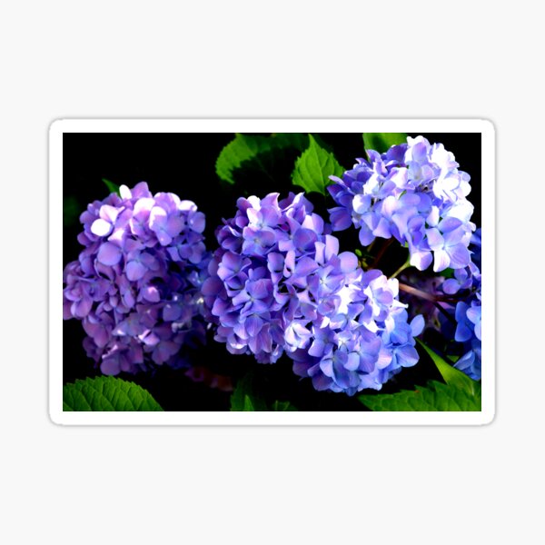 "Romantic elegant Periwinkle blue, purple Hydrangeas | very peri ...